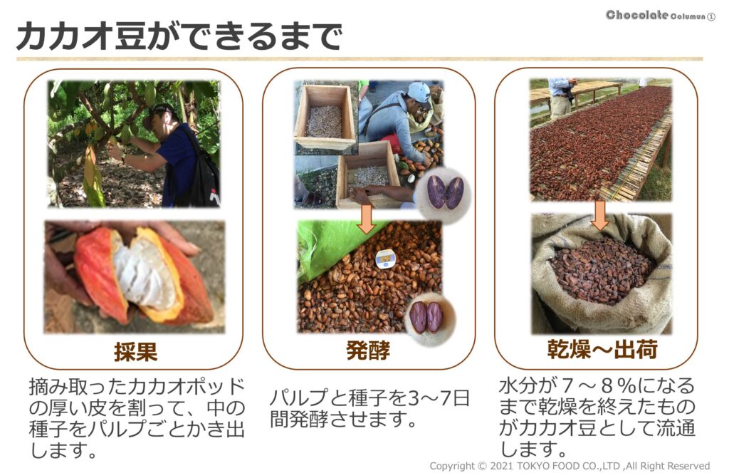 チョコレート原料の基礎知識｜カカオ豆ができるまでを徹底解説|月島食品｜QMS