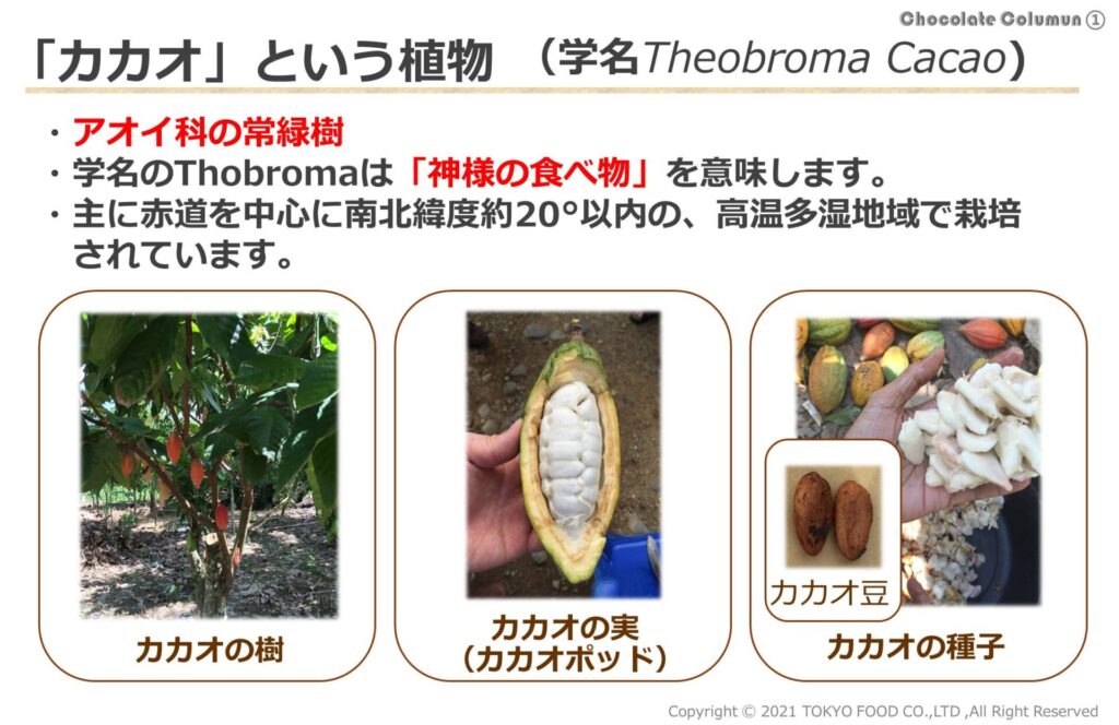 チョコレート原料の基礎知識｜カカオ豆ができるまでを徹底解説|月島食品｜QMS